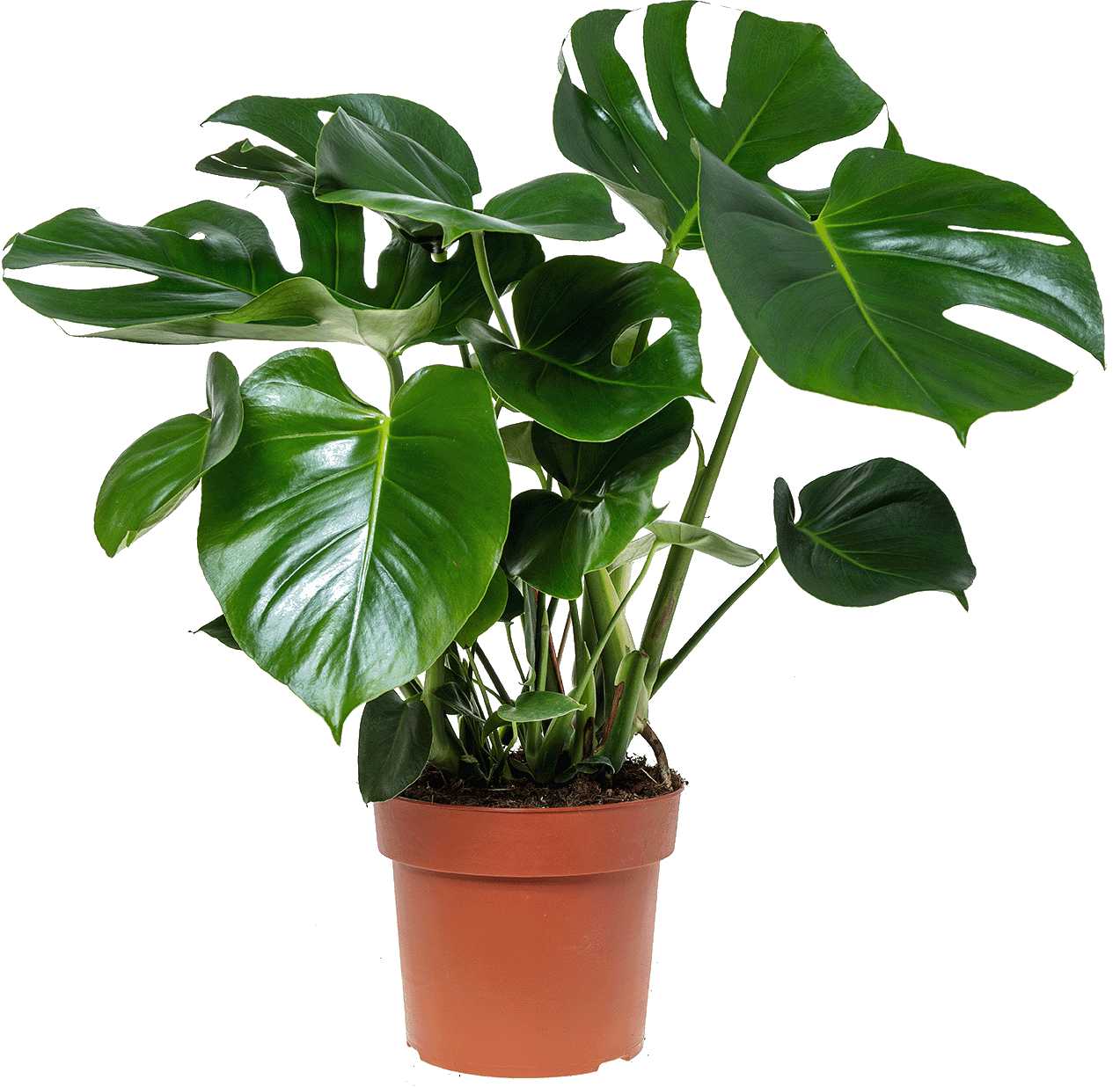 Monstera Deliciosa – Air So Pure