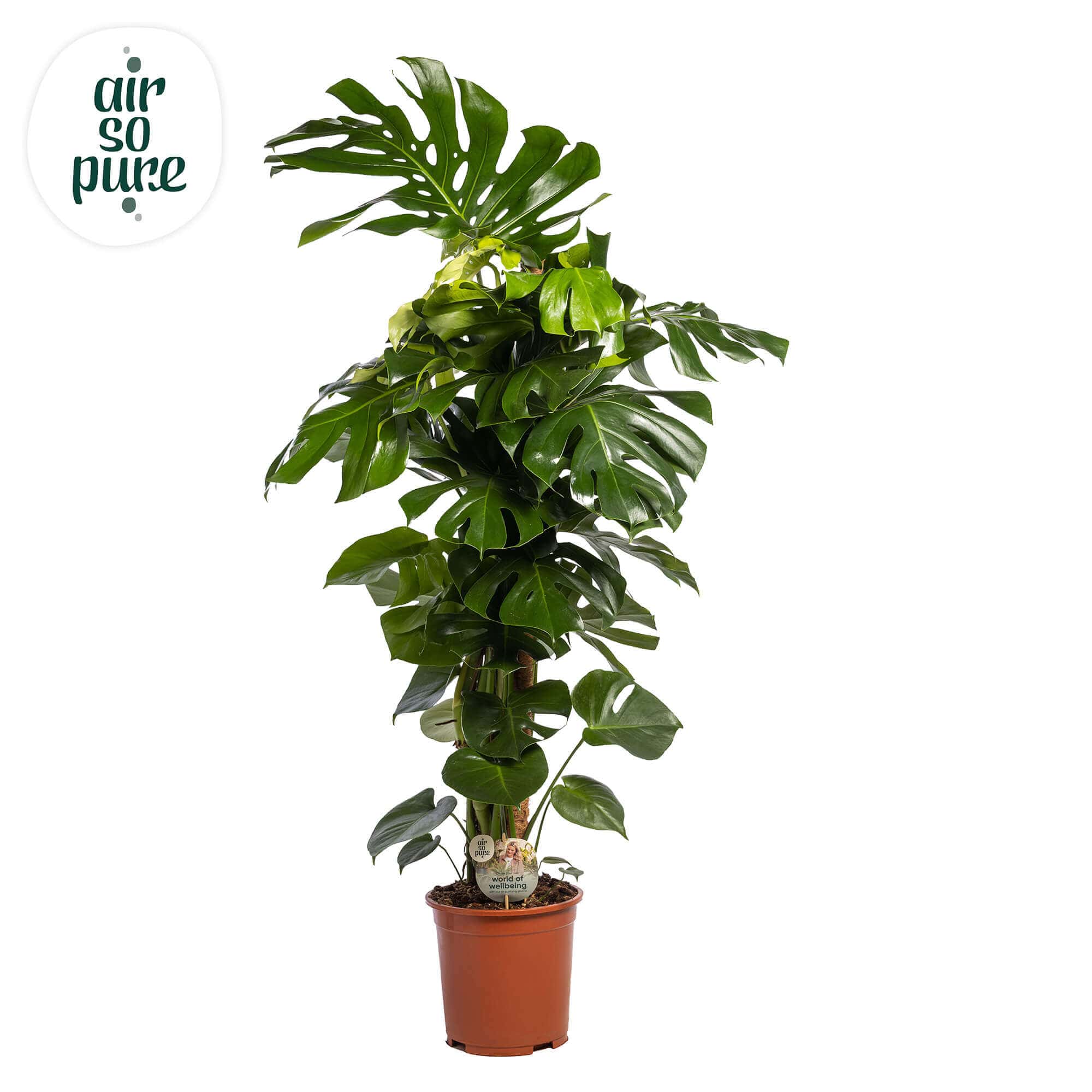 Monstera Deliciosa op mosstok • Air So Pure