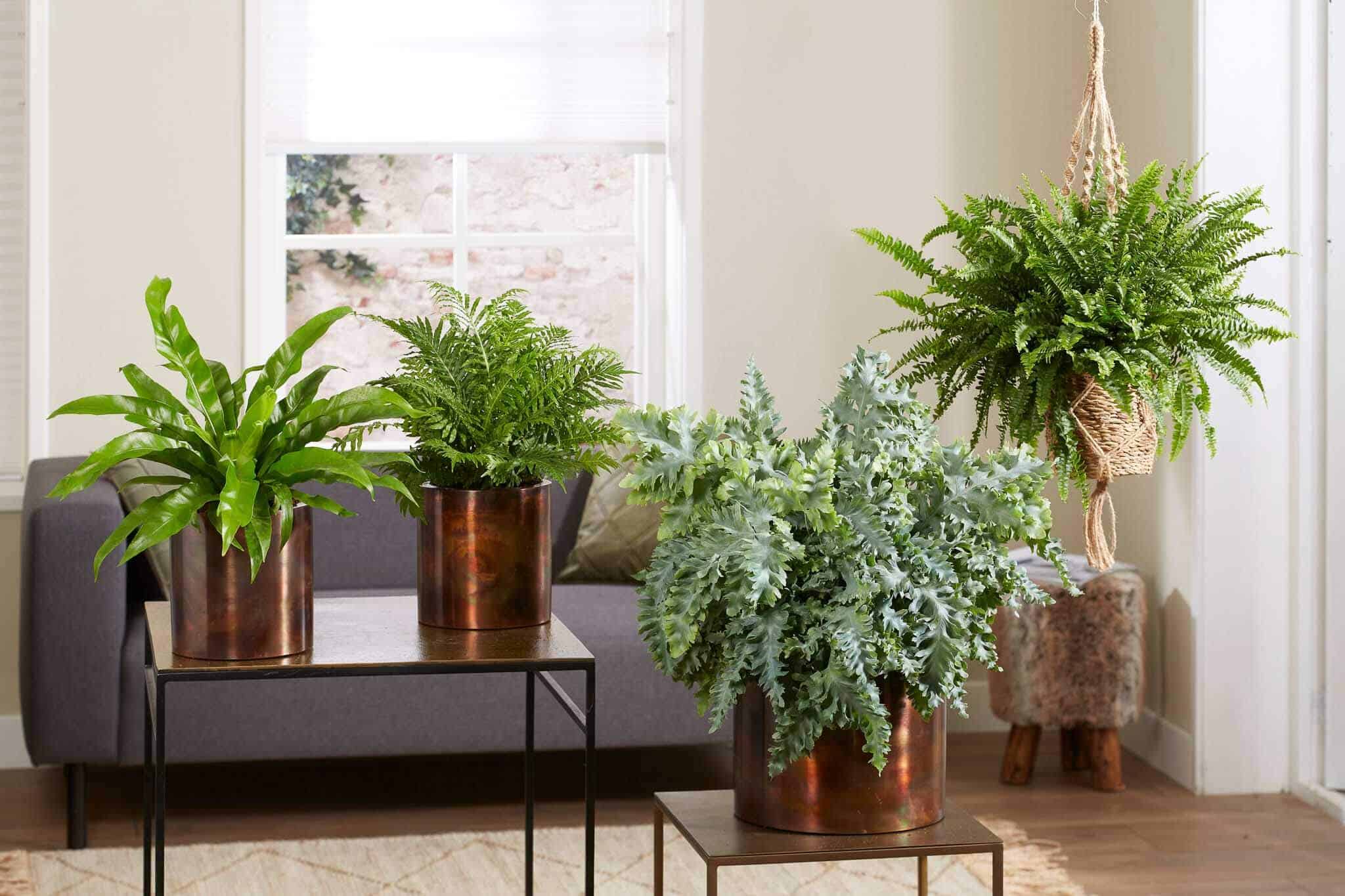 Luchtzuiverende Plant van de Maand mei • Air So Pure